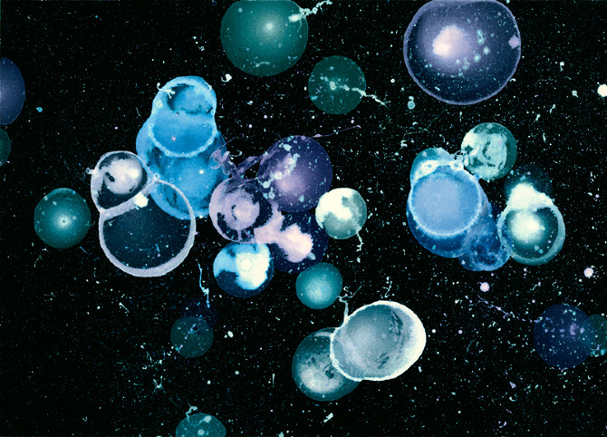 The Local Bubble - NANCY MUNFORD