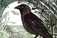 Jackdaw - http://www.pamgrimmond.co.uk/