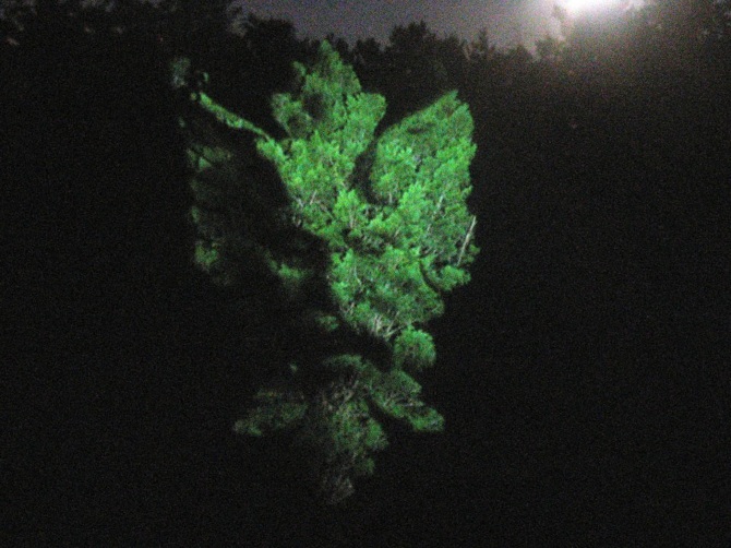 Tree projections - Gregory Kowalski