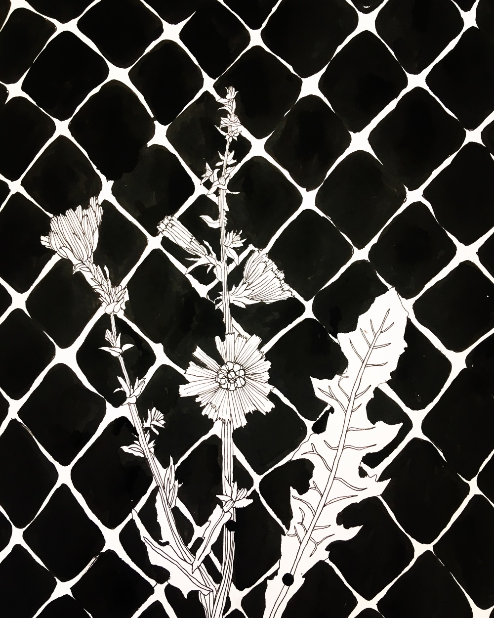 DRAWINGS/ILLUSTRATIONS - gabriella rush