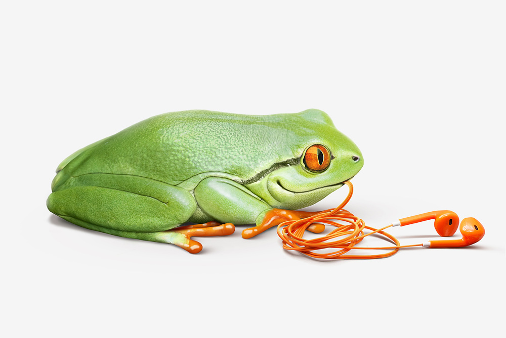 Smart Frog - Mitin/Design