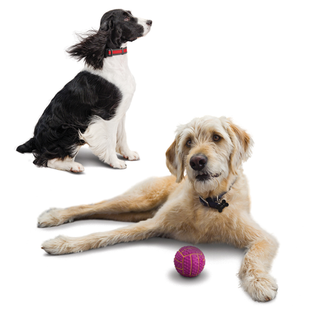 Banfield Pet Hospitals – Rebrand - A. Tyler Martin AD