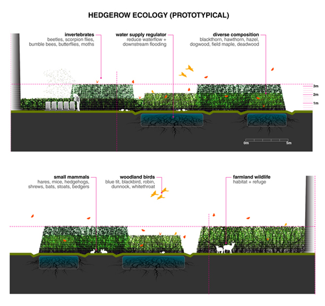 National Hedge - hoffmanea