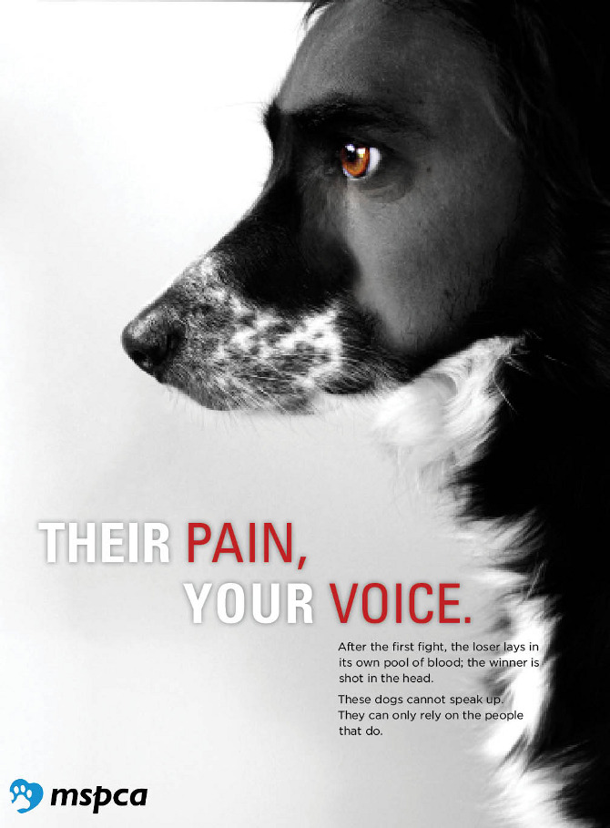 MSPCA Poster Series - Shauna Leavitt