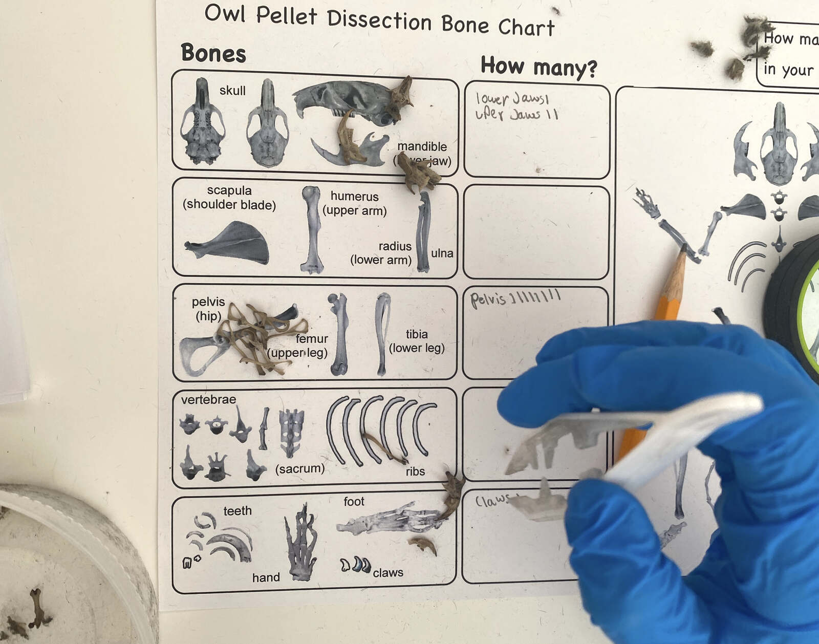 Barn Owl Pellets - Katherine Chanler