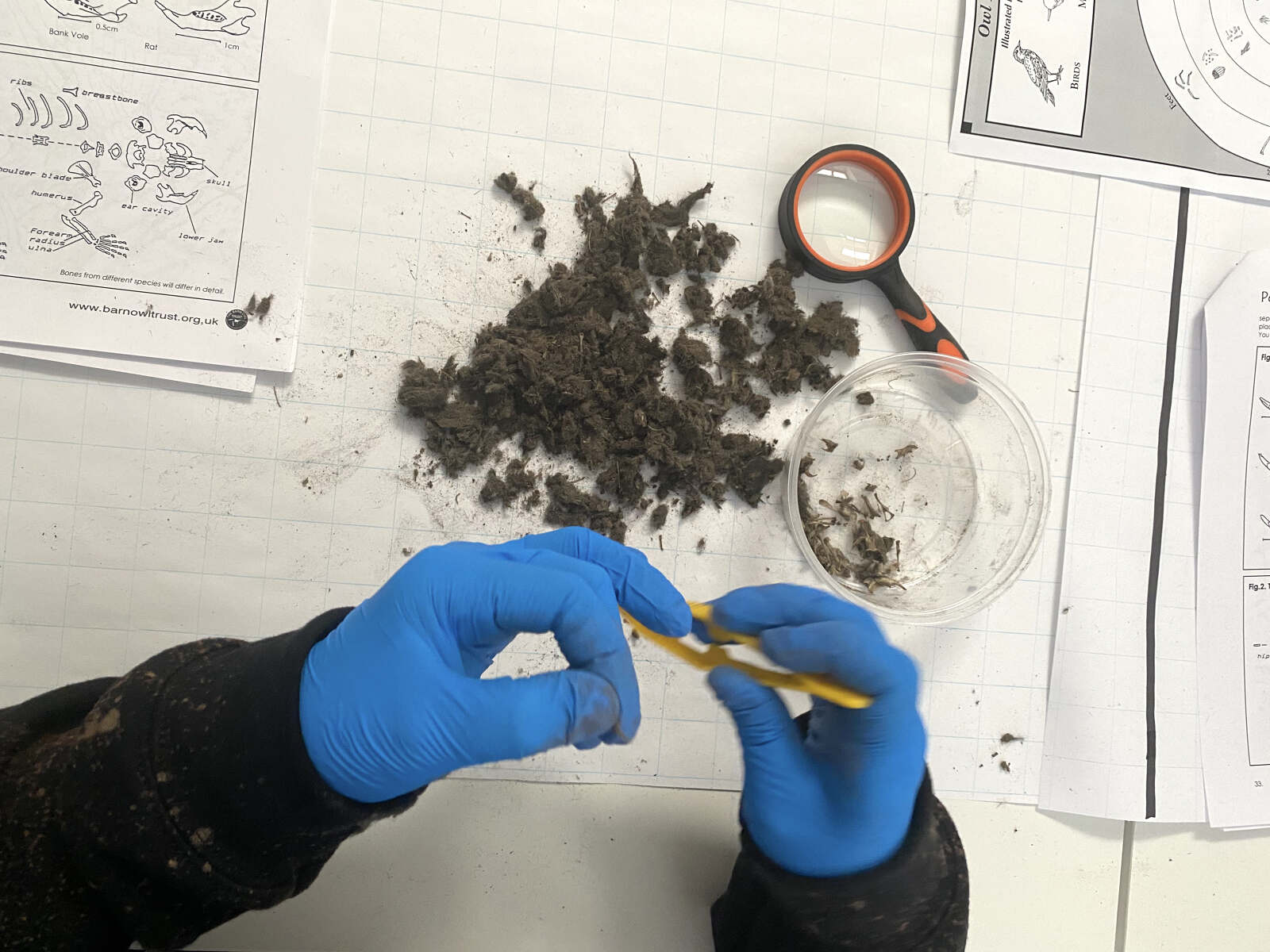 Barn Owl Pellets - Katherine Chanler