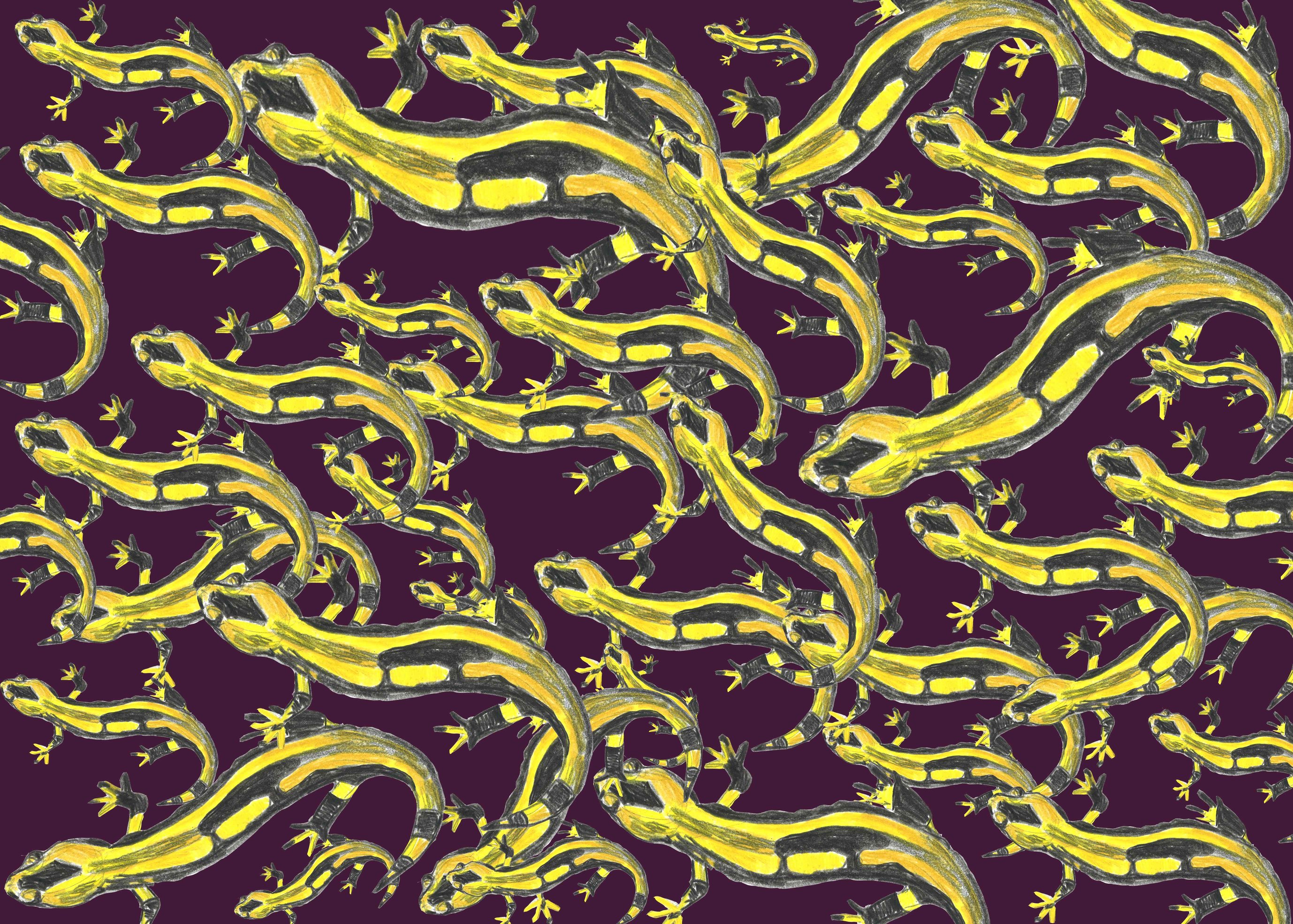 salamander pattern designs. - Anna Šebestová