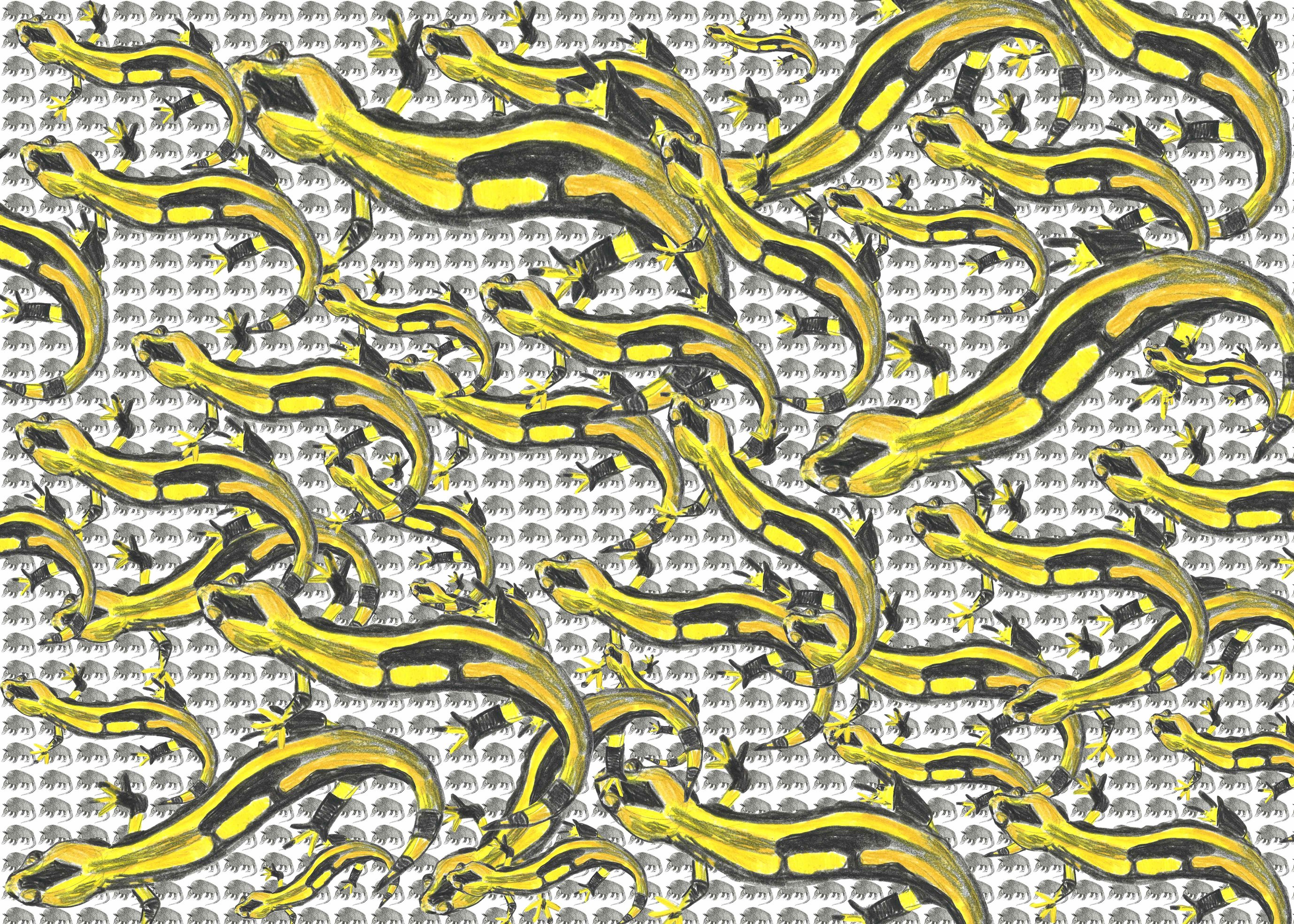 salamander pattern designs. - Anna Šebestová