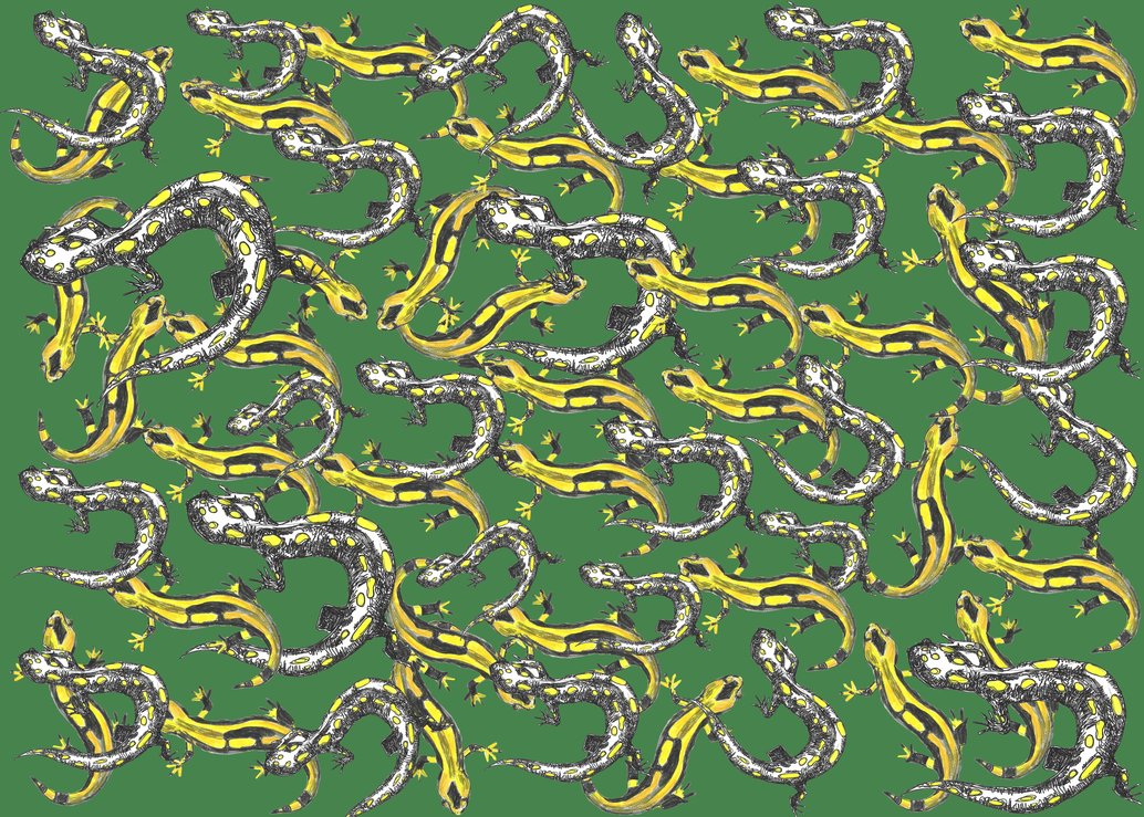 salamander pattern designs. - Anna Šebestová