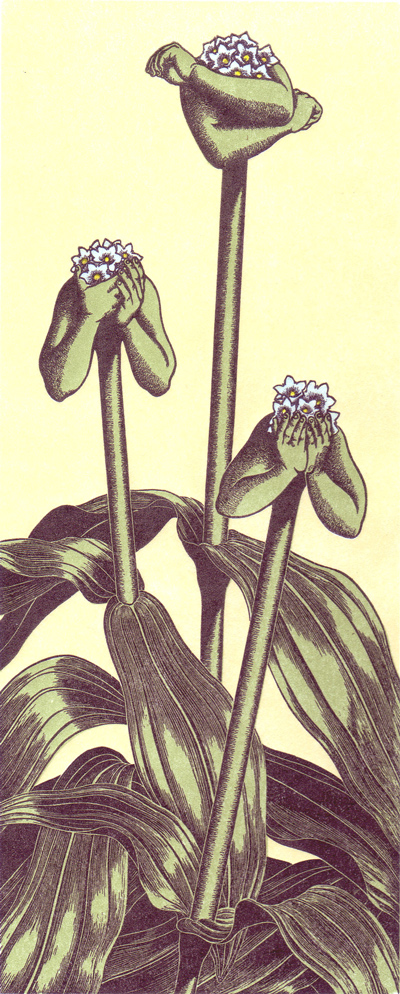 Mimpish Squinnies - 50 Watts