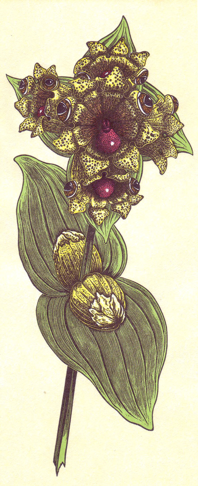 Mimpish Squinnies - 50 Watts