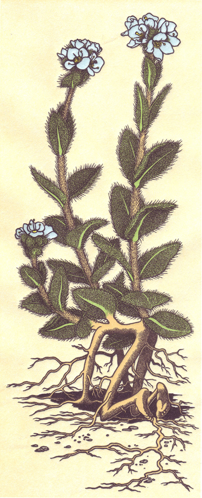 Mimpish Squinnies - 50 Watts