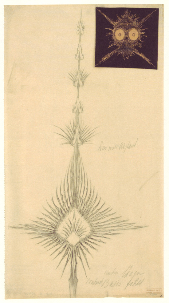 Go forth and picture this - Hermann Obrist's Superior Mirage - 50 Watts