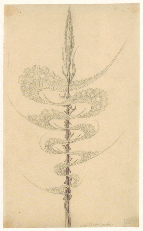 Go forth and picture this - Hermann Obrist's Superior Mirage - 50 Watts