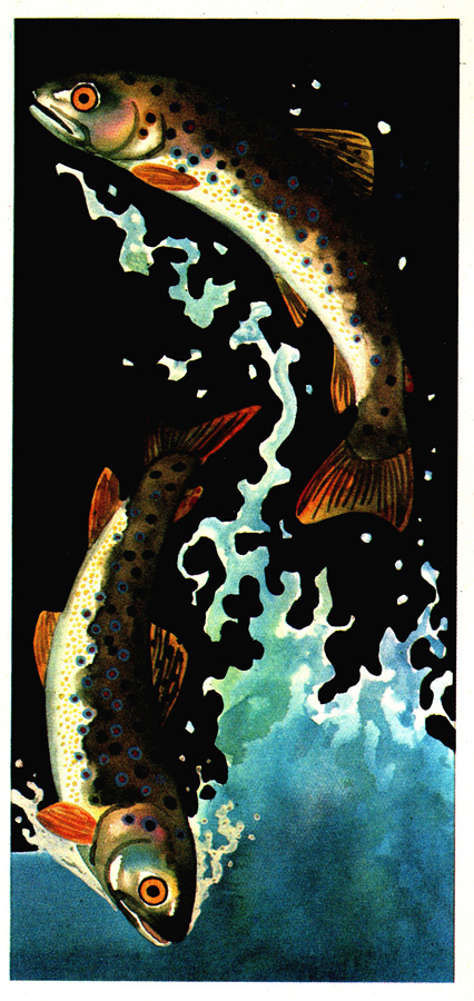 Water Acrobats - 50 Watts