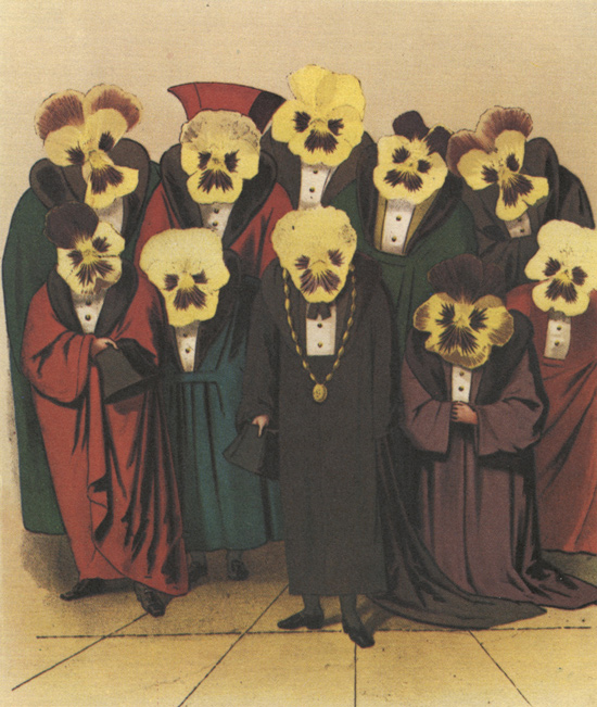 Viola Tricolor - 50 Watts