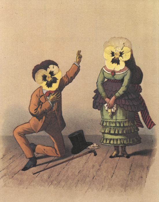 Viola Tricolor - 50 Watts