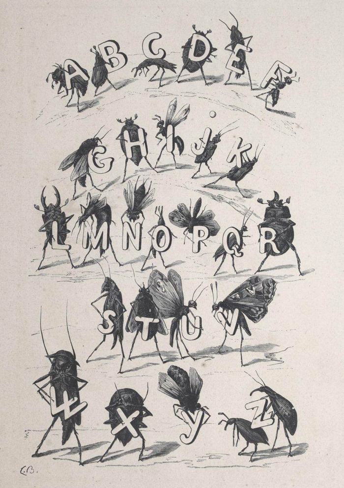 The Insect Alphabet - 50 Watts