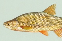 Oregon Invasive Species