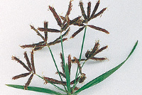 Oregon Invasive Species