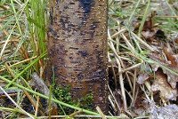 Oregon Invasive Species