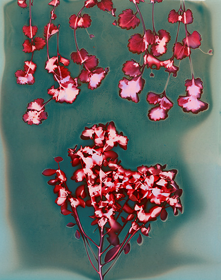 Lumen Prints - Sara Moralo