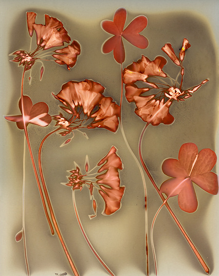 Lumen Prints - Sara Moralo