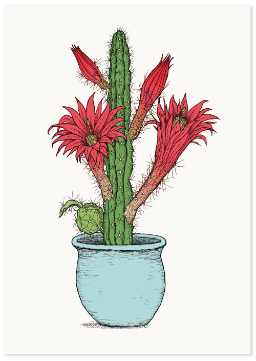 CACTI SERIES - Annie Davidson - Graphic Design