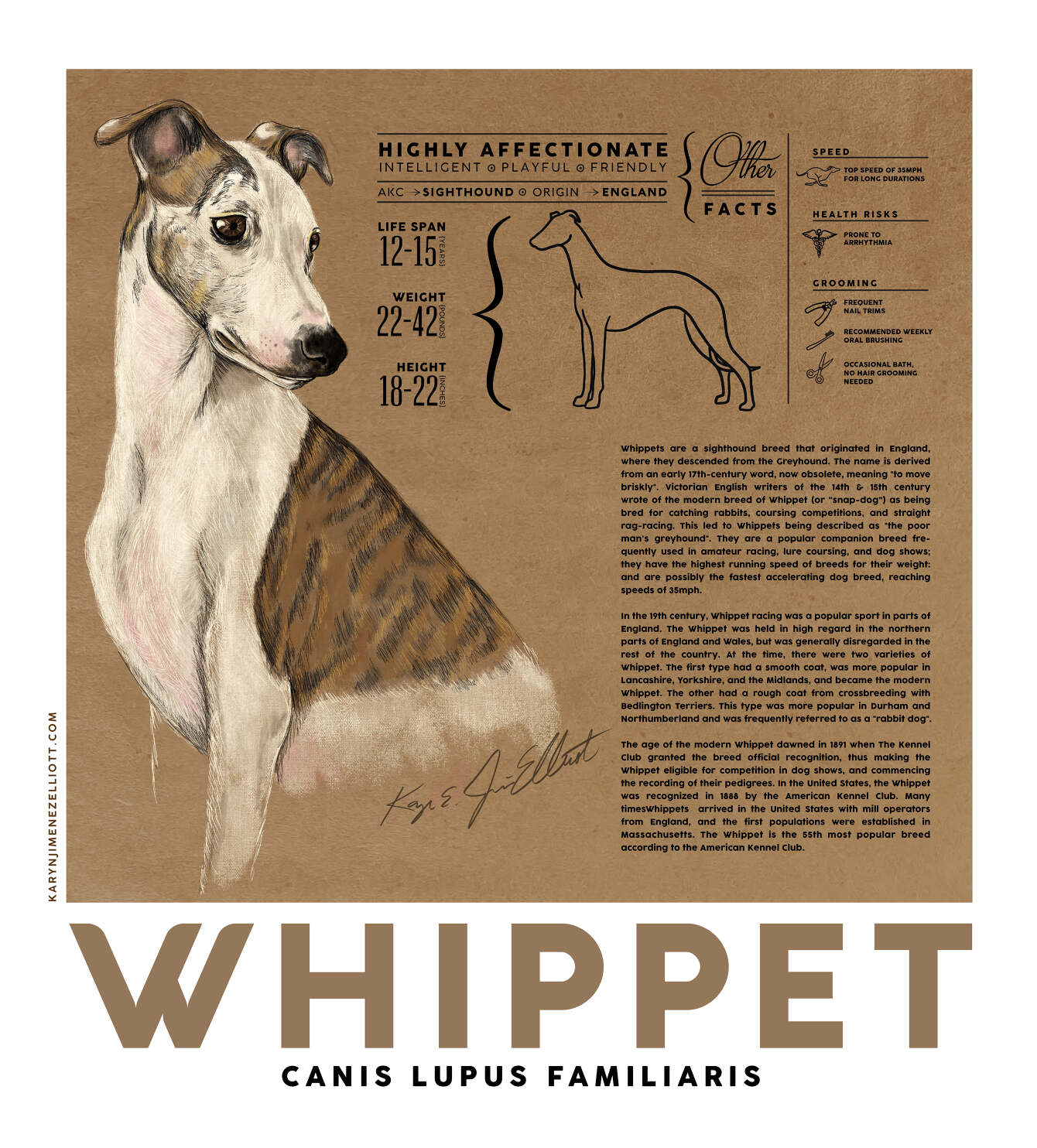 Whippet Illustration - karyn jimenez elliott