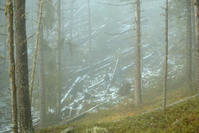 Forest - sivehamilton