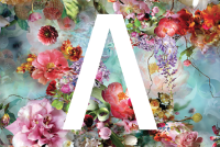 Robert Bellavia Design