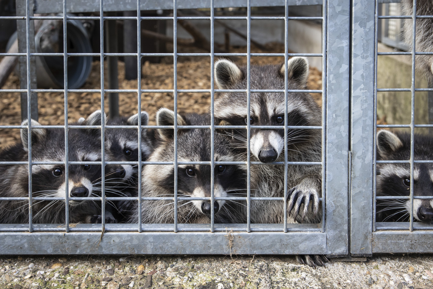 De wasberenopvang zit vol! - www.dmolfotografie.nl