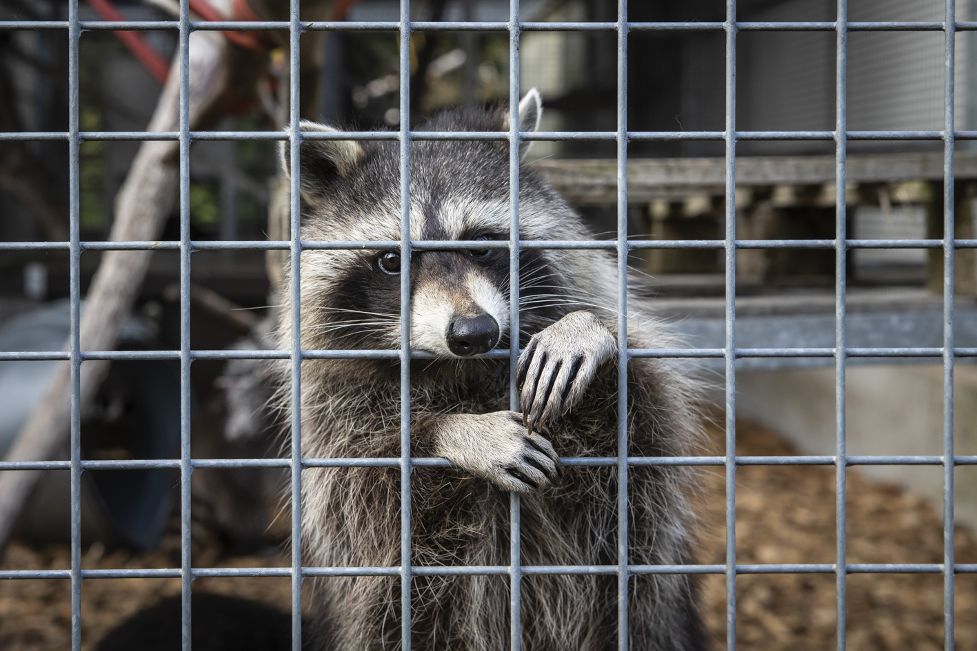 De wasberenopvang zit vol! - www.dmolfotografie.nl