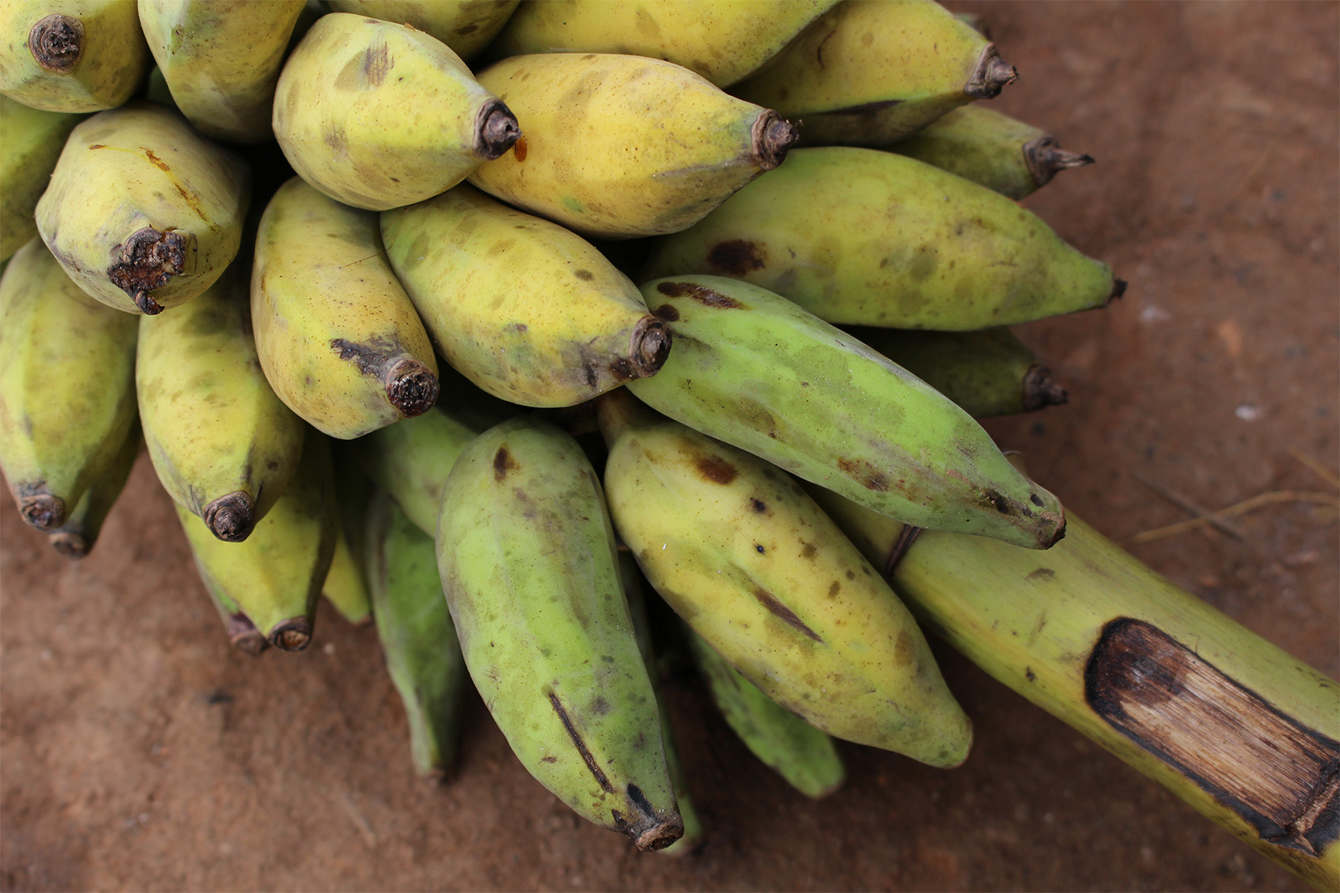 Coca-colonization - Amanda Jensen