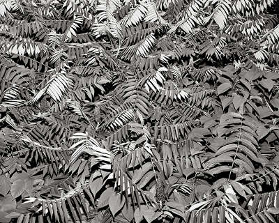 / Canopy - CJ Heyliger