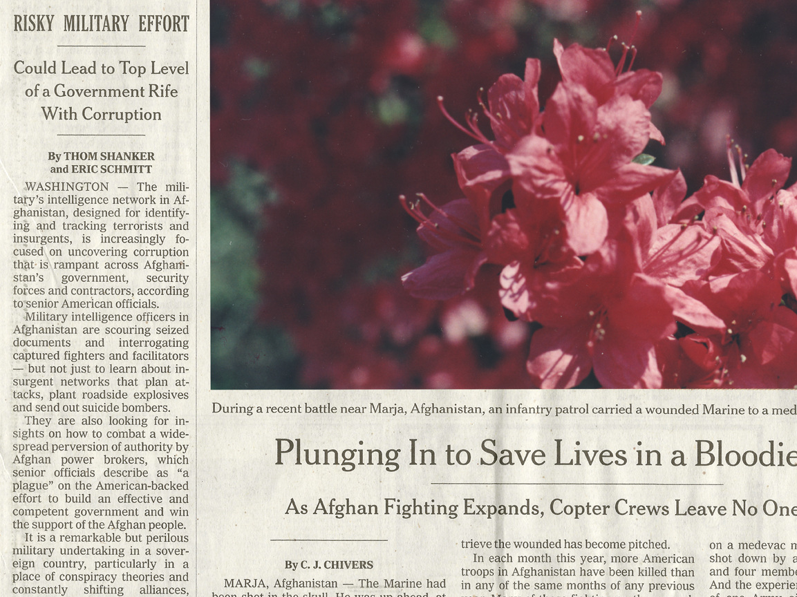 newspaper & flowers - beccaalbee.com