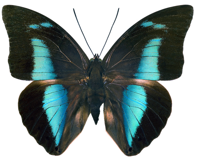 Archaeoprepona amphimachus - Montessori — Cargo example design