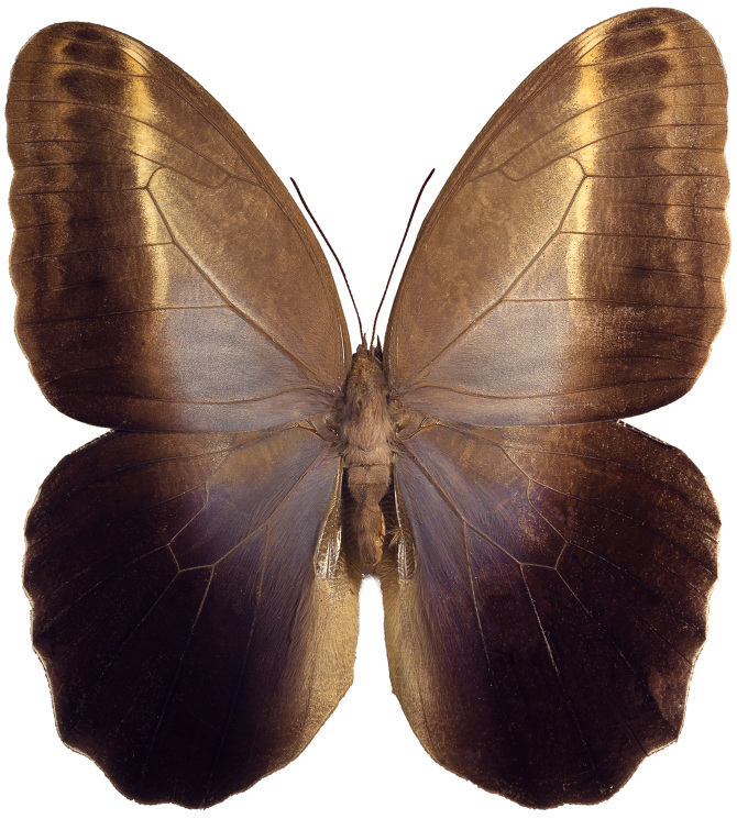 Caligo teucer - Montessori — Cargo example design