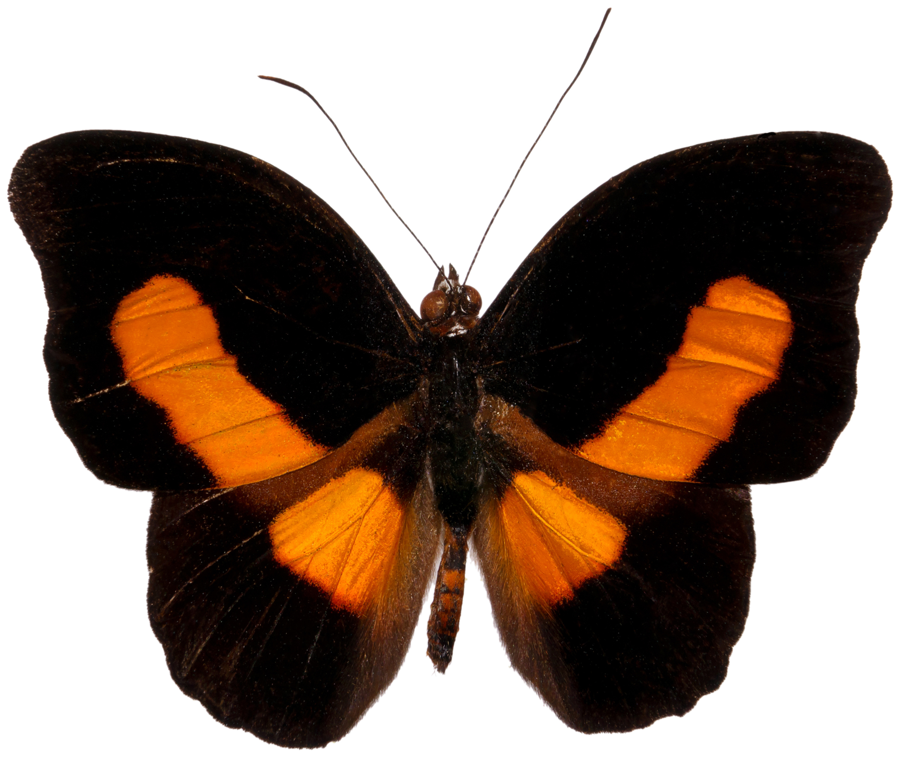 Catonephele acontius - Montessori — Cargo example design