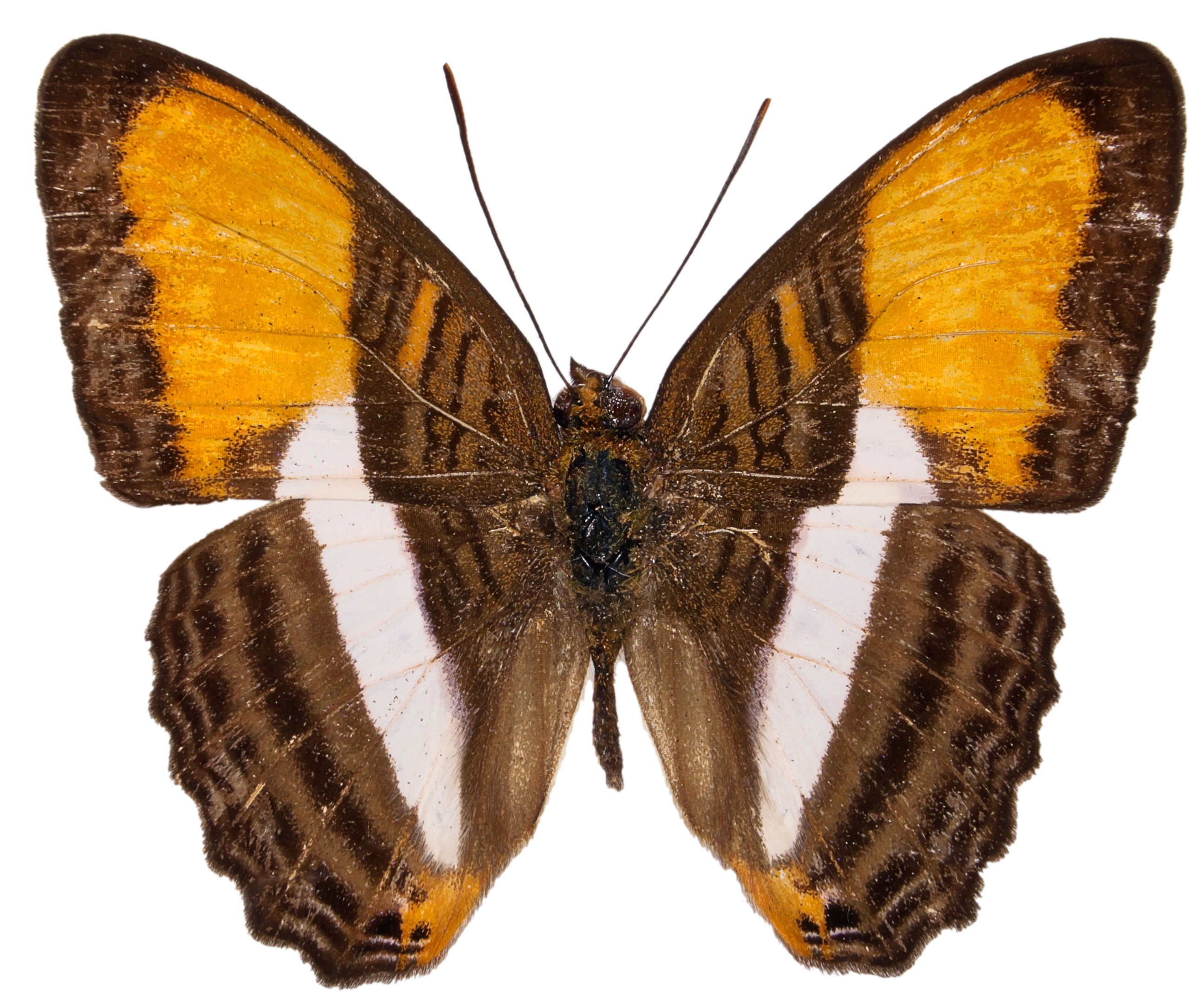 Adelpha cytherea - Montessori — Cargo example design