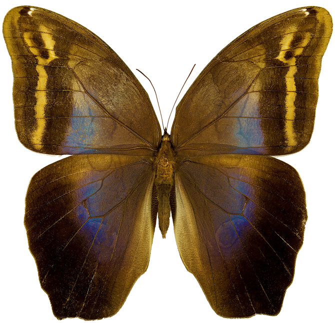 Eryphanis automedon - Montessori — Cargo example design