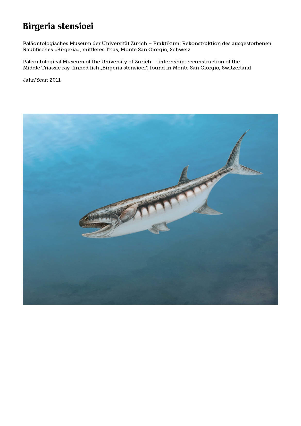 Birgeria stensioei - nautillus