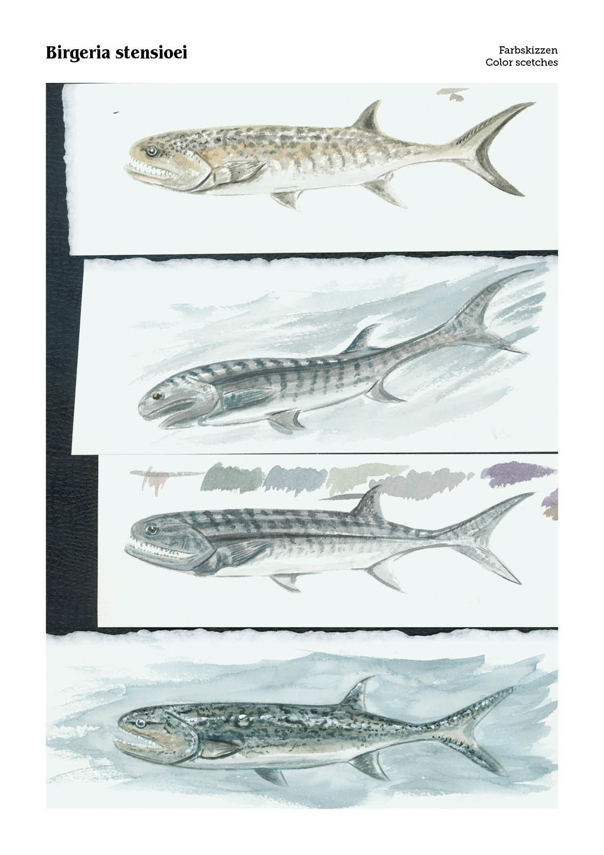 Birgeria stensioei - nautillus