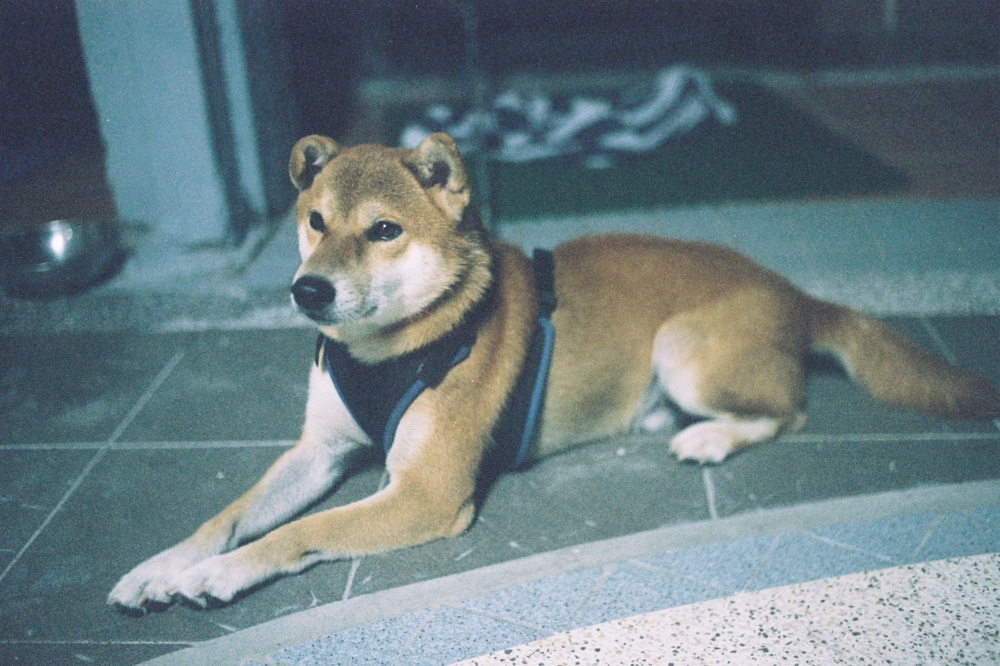 dog - jaochihwei.com