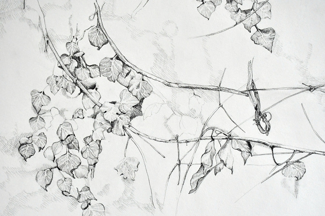 Ejercicios de dibujo / Drawing exercises - Viviana Gonzalez M