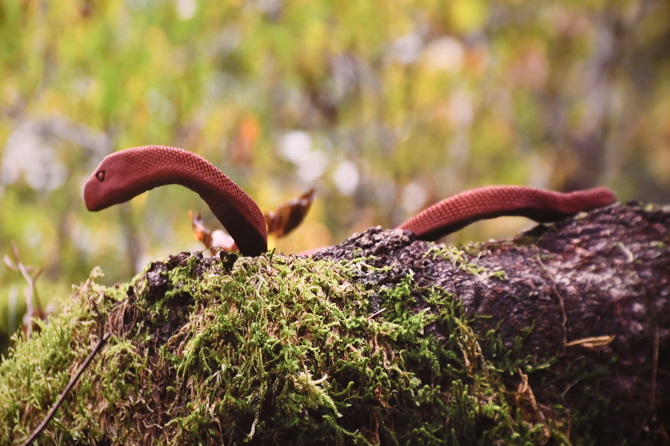 The red snakes - Viviana Gonzalez M