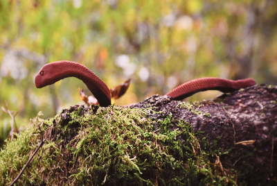 The red snakes - Viviana Gonzalez M