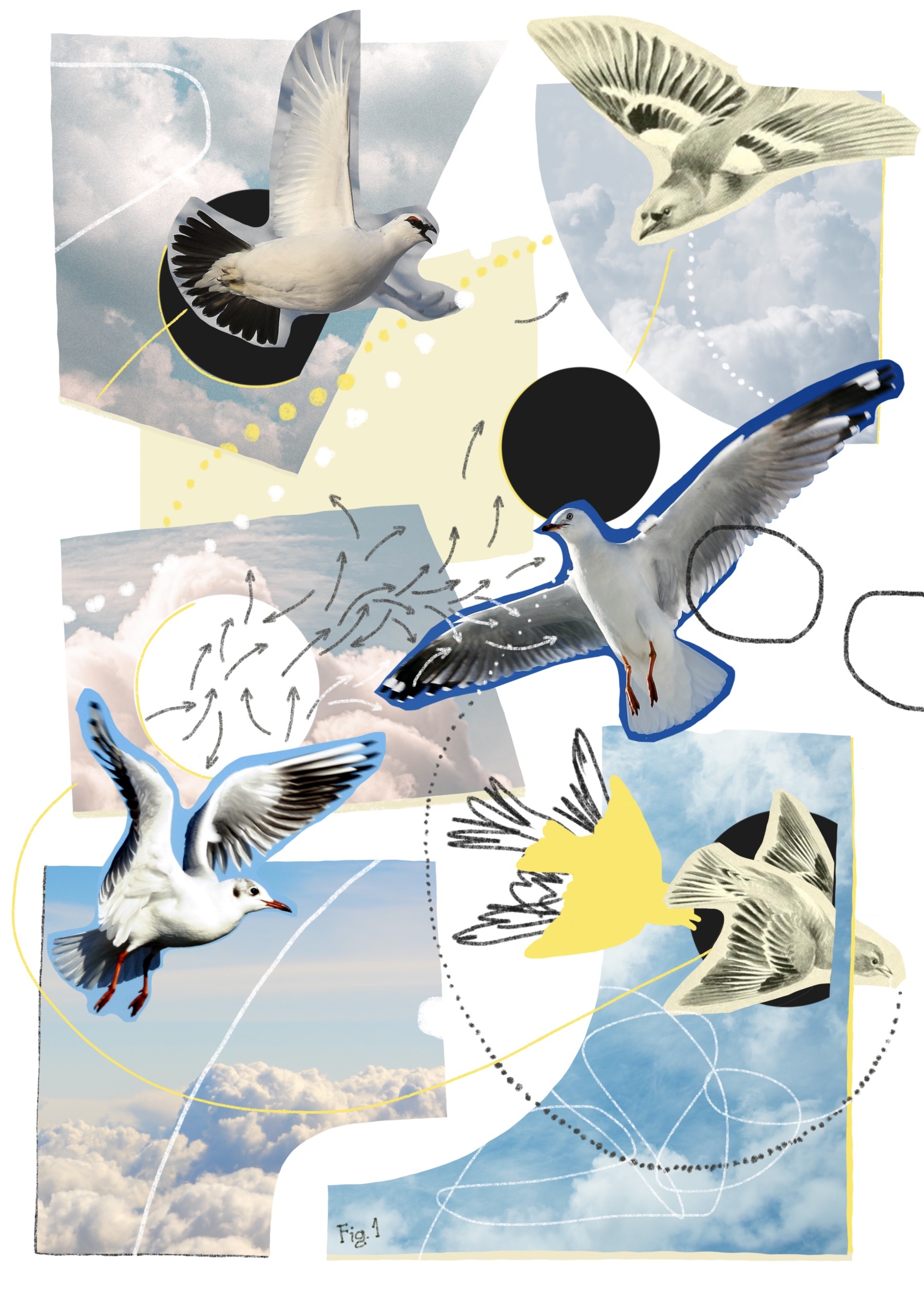 ANATOMY OF A BIRD IN FLIGHT - Veronyka Jelinek illustrator, animator ...