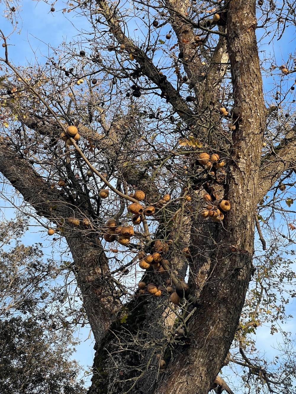 Next, Meet our Host - Meet the Oak Gall