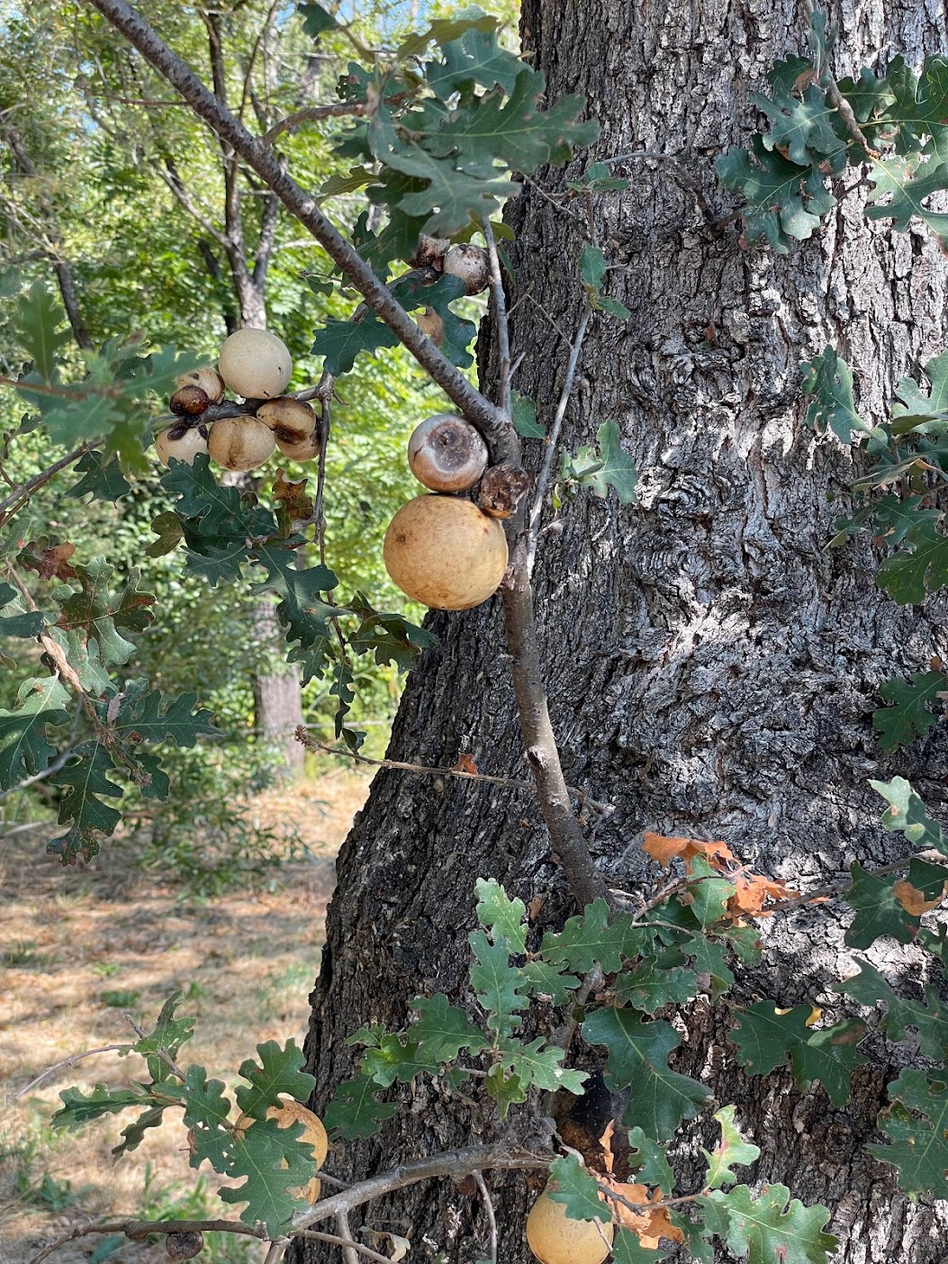 Next, Meet our Host - Meet the Oak Gall